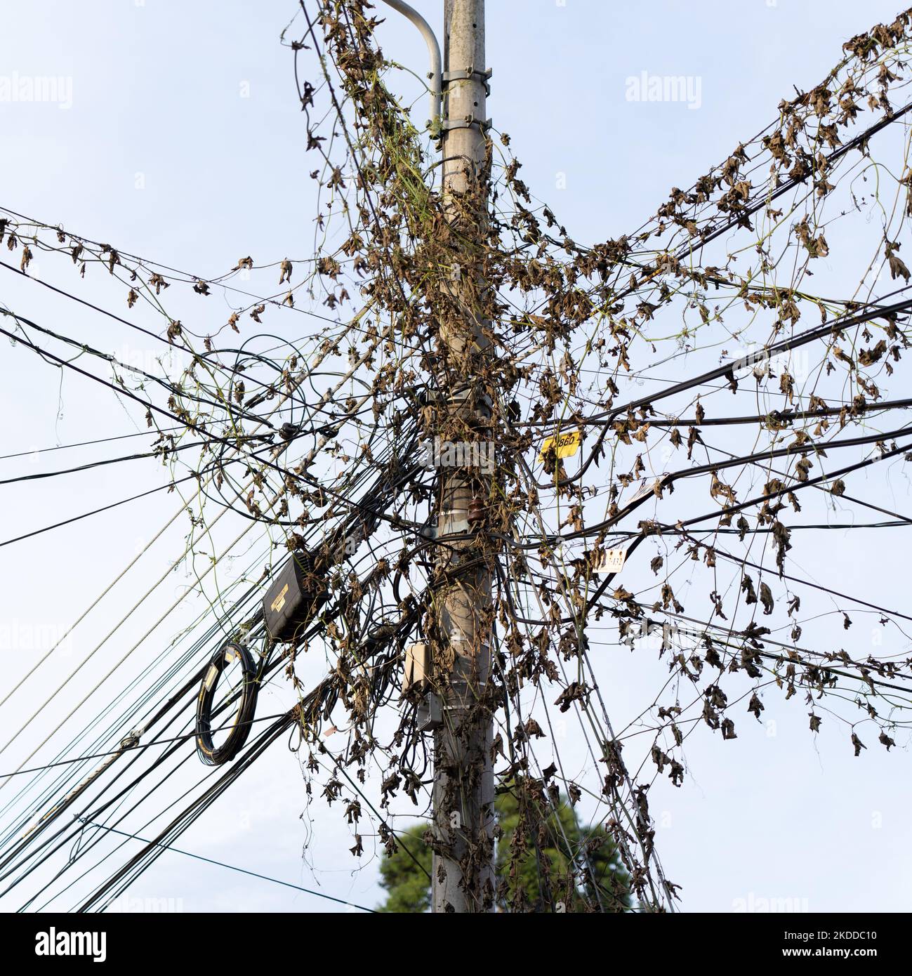 The electric cables on the pole covered in vines Stock Photo - Alamy