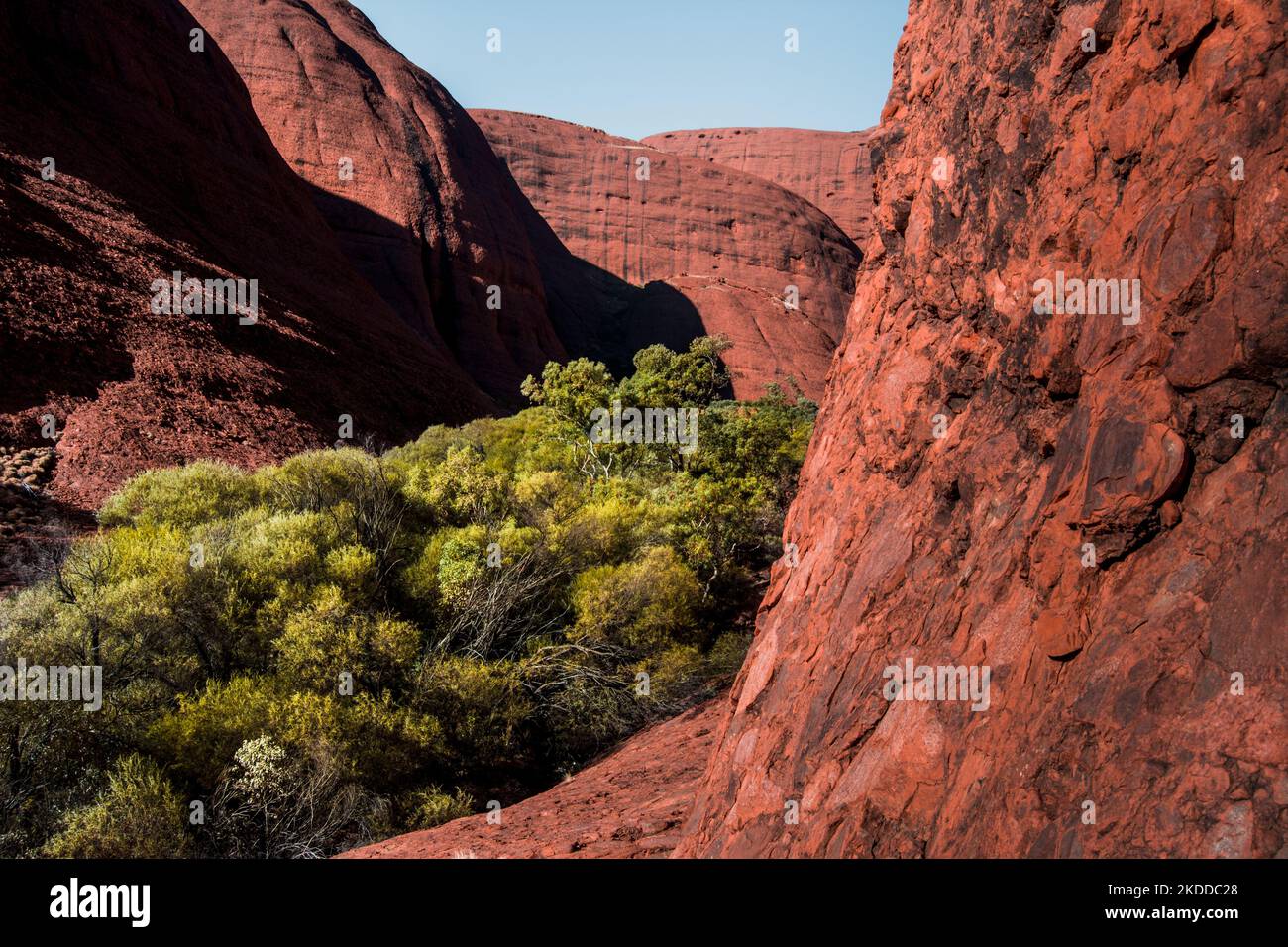 A beautiful rocky range of Kata Tjuta, Mount Olga with bushes under ...