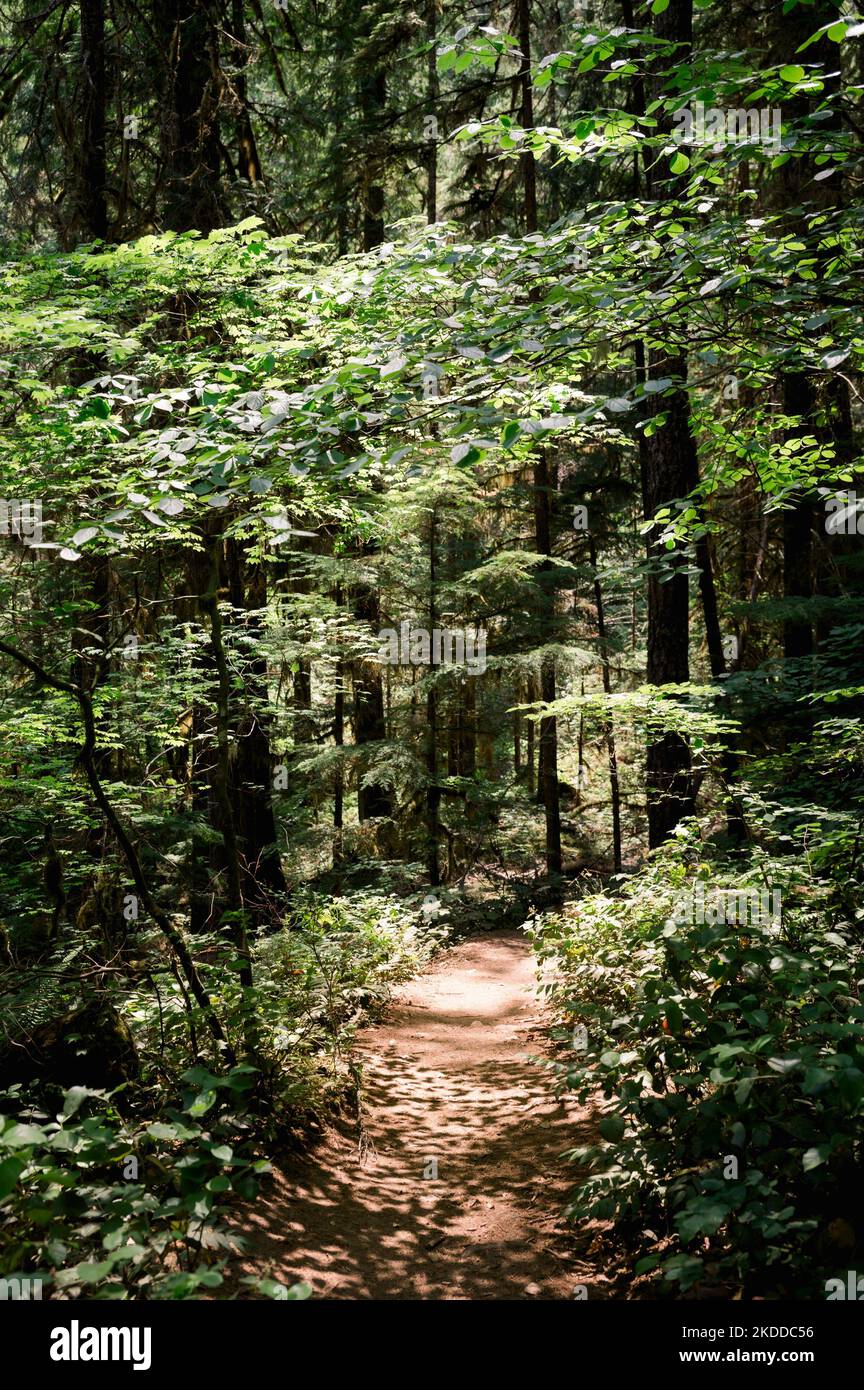 A path Trail through tall green trees in the forest with sunlight ...