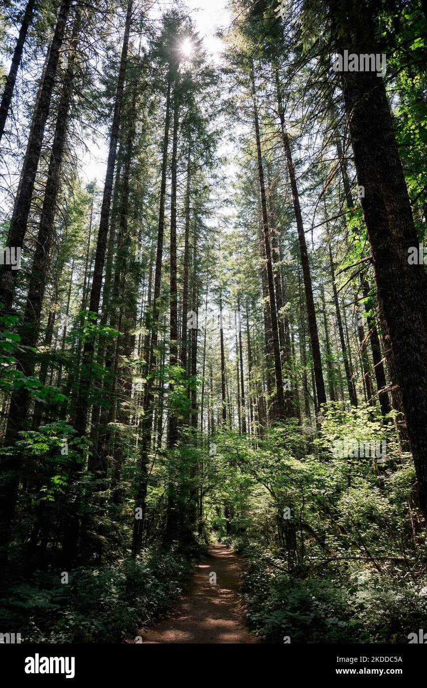 A path Trail through tall pine trees in the forest with sunlight ...