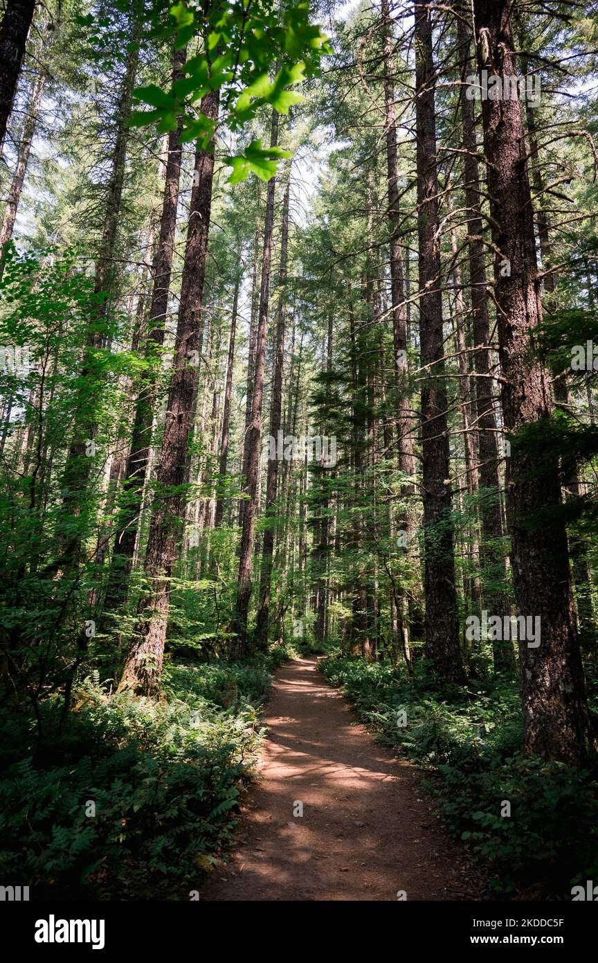 A Trail passing through tall pine trees in the forest with sunlight ...