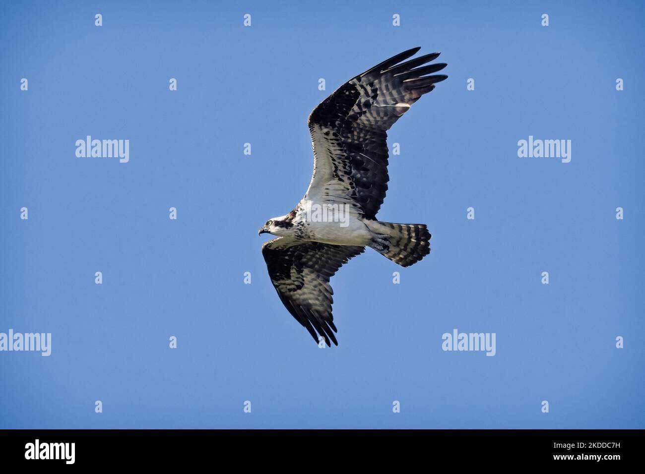 An osprey flying against a blue sunny sky Stock Photo - Alamy