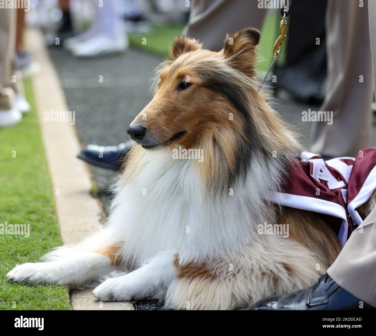 Reveille texas a&m hi-res stock photography and images - Alamy