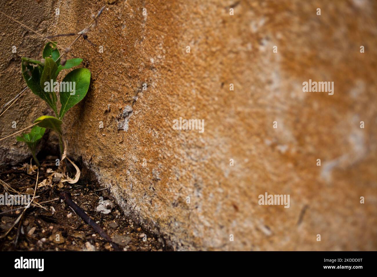 A closeup shot of a plant against an old damaged wall Stock Photo - Alamy