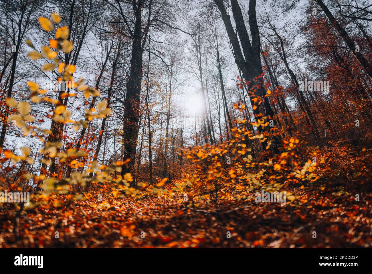 Illuminated fall foliage hi-res stock photography and images - Alamy