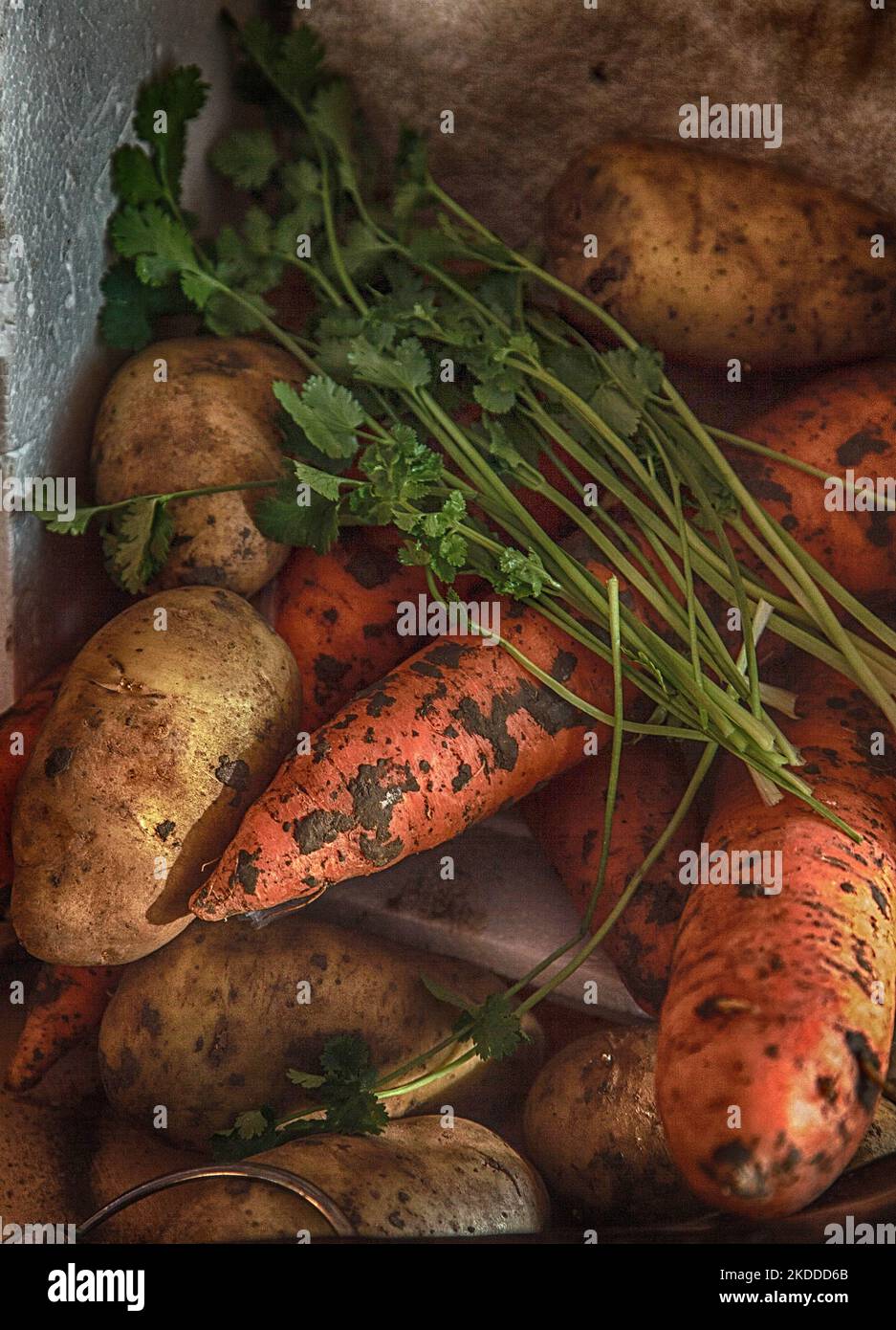 A vertical of fresh root vegetables and coriander Stock Photo - Alamy