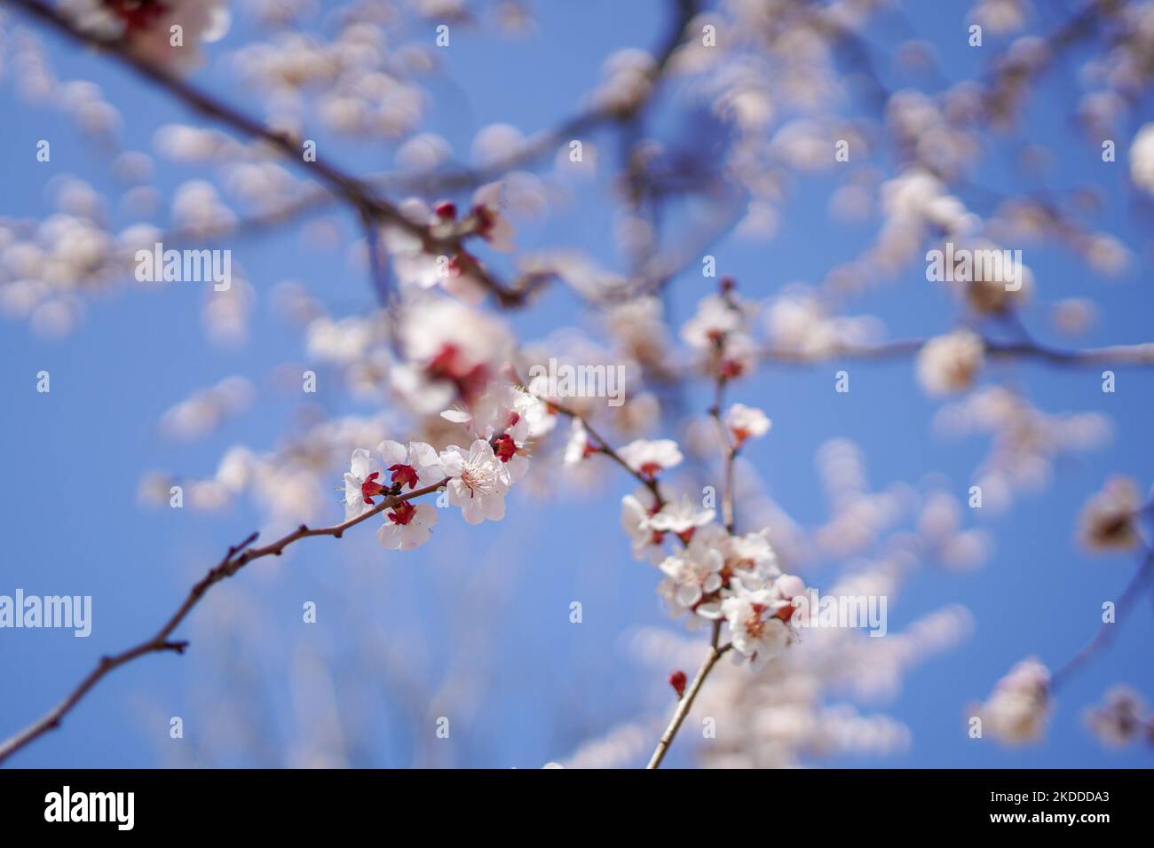 The blooming sakura tree in spring Stock Photo - Alamy