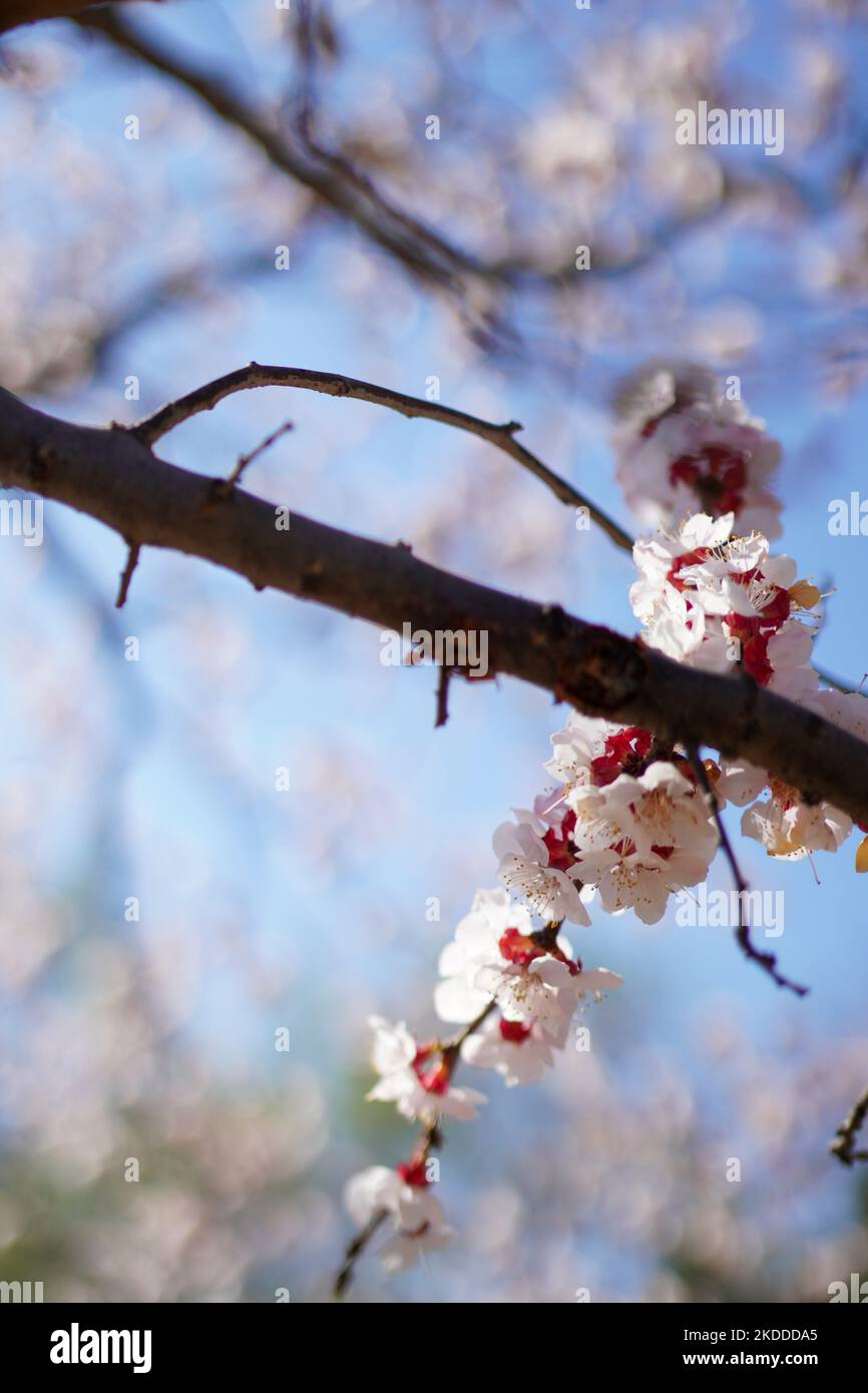 The blooming sakura tree in spring Stock Photo - Alamy