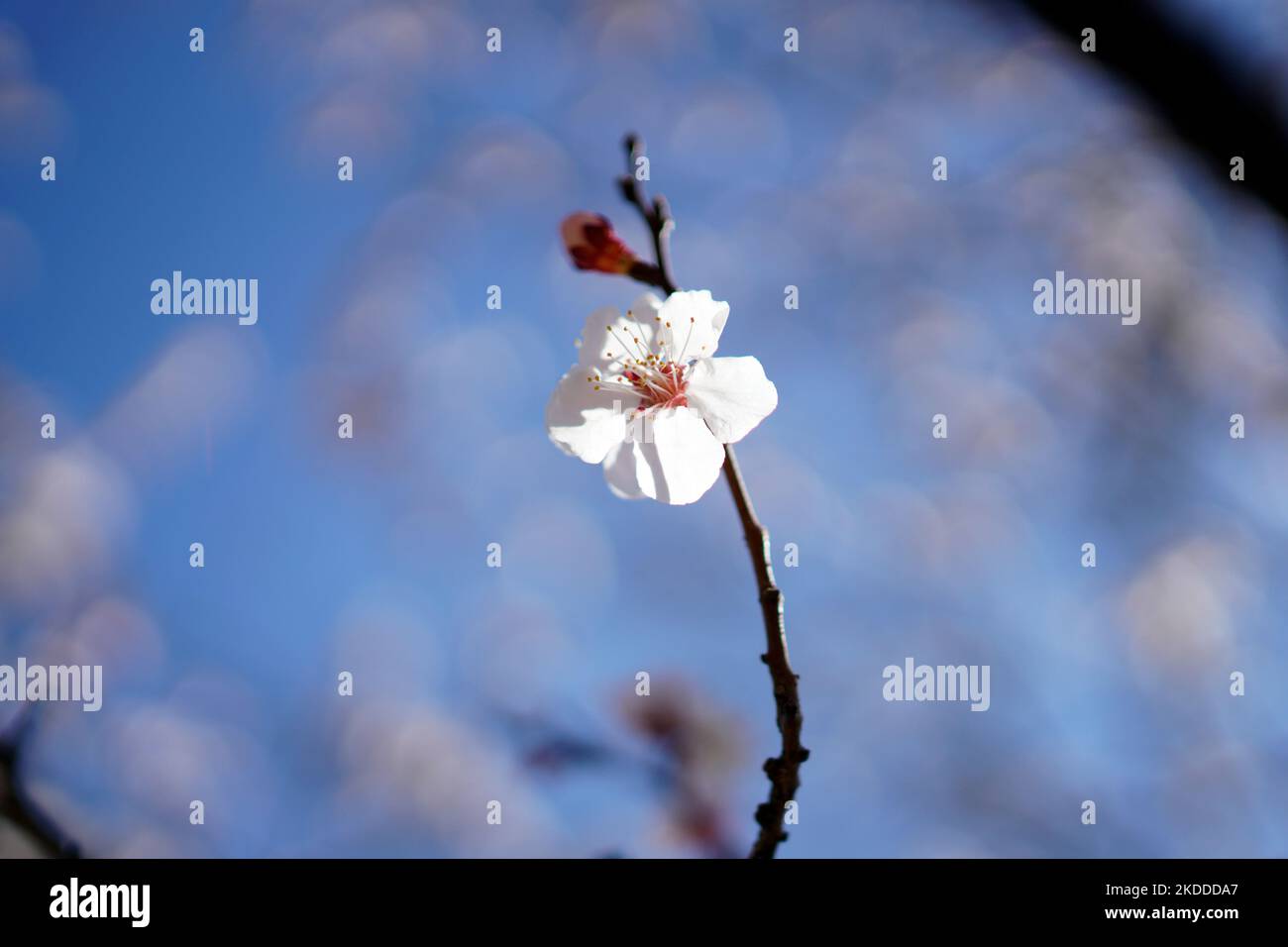 The blooming sakura tree in spring Stock Photo - Alamy