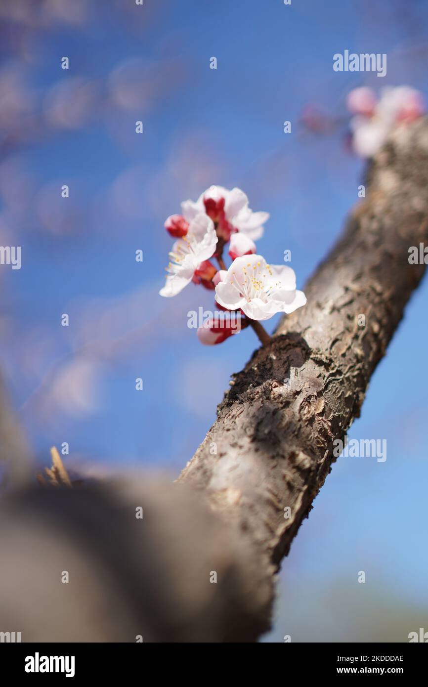 The blooming sakura tree in spring Stock Photo - Alamy