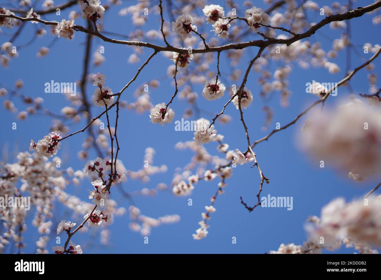 The blooming sakura tree in spring Stock Photo - Alamy