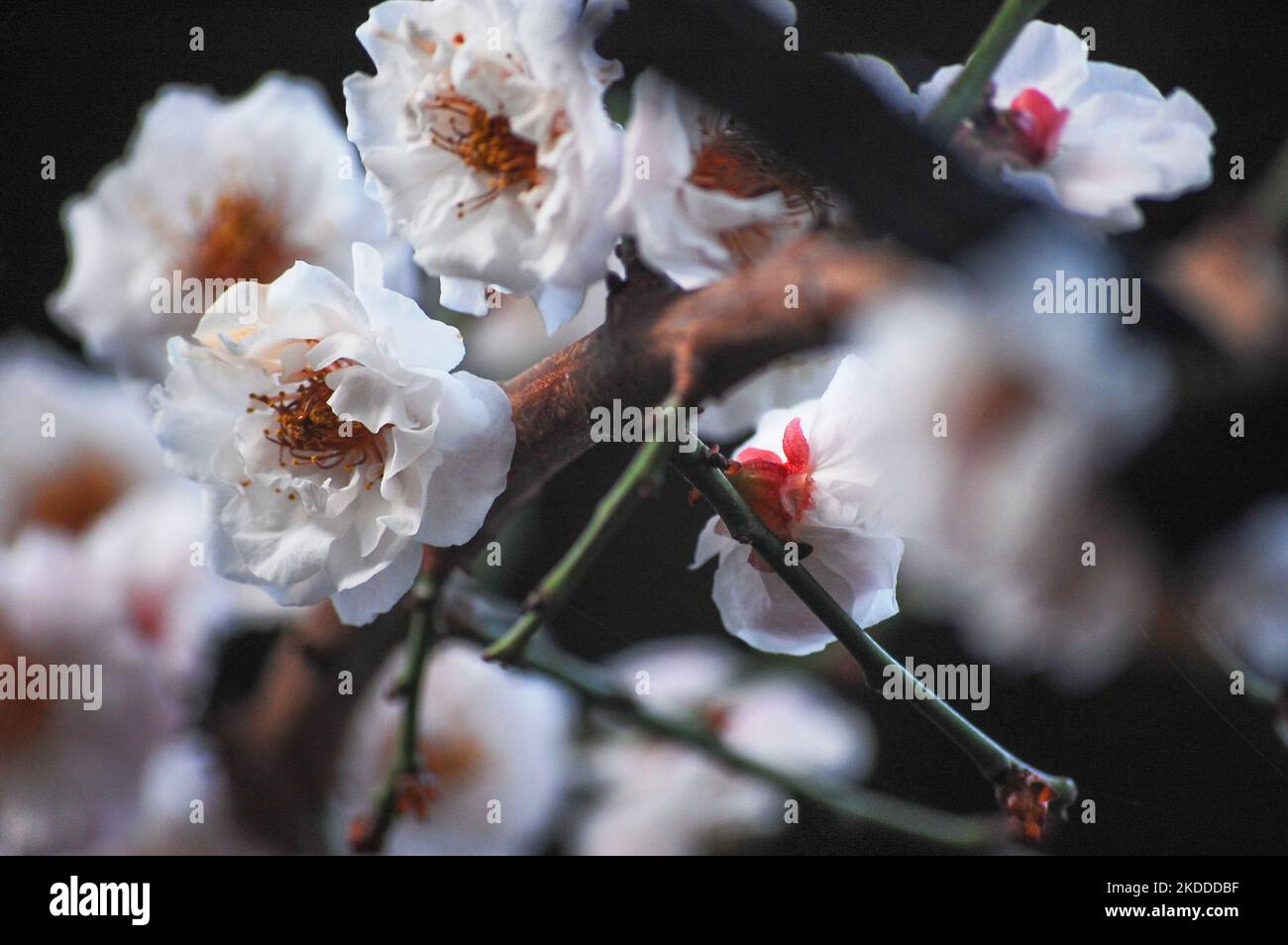 The blooming sakura tree in spring Stock Photo - Alamy