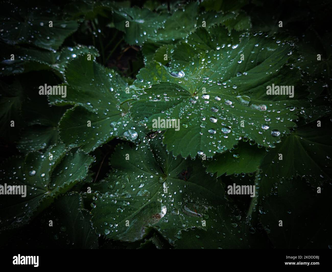 Green big leaves with morning dew waterdrops on them in dark tones and ...