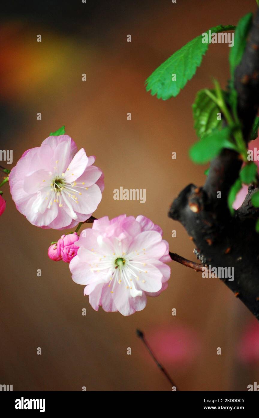 The blooming sakura tree in spring Stock Photo - Alamy