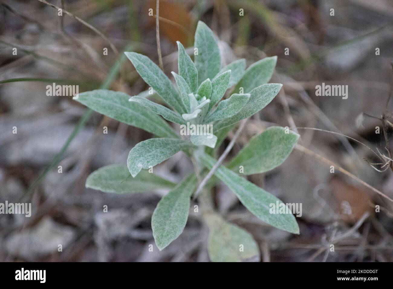 Rabbit tobacco hi-res stock photography and images - Alamy