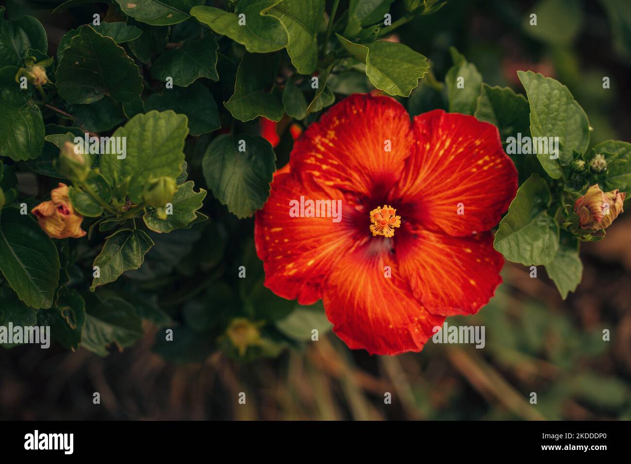 A closeup of beautiful large orange-red flower of Chinese Hibiscus ...