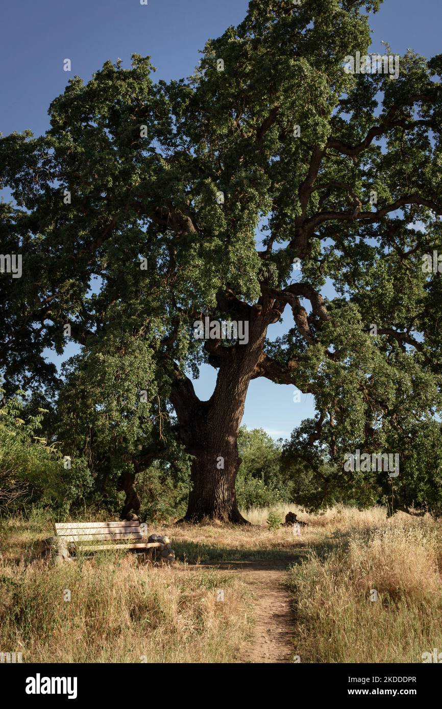 A vertical of an oak tree and a bench in an open field Stock Photo - Alamy