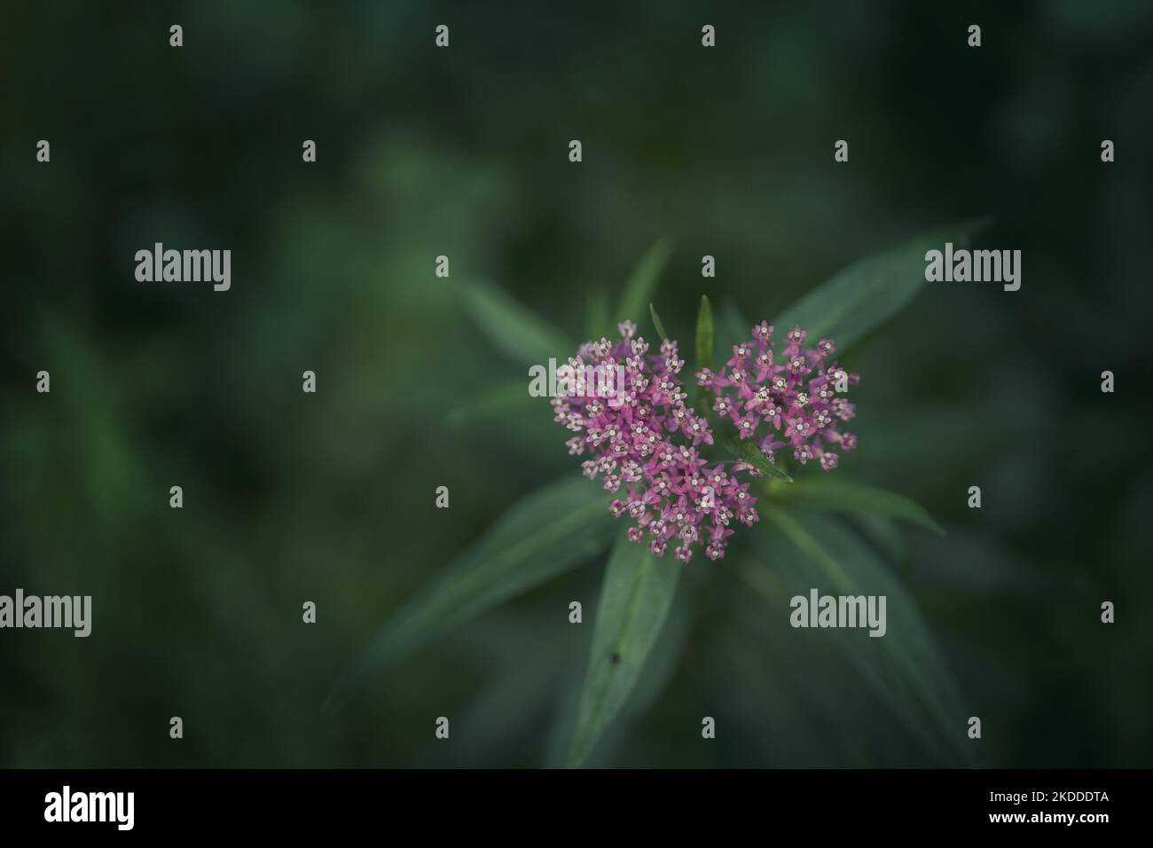 A selective shot of pink Swamp Milkweed (Asclepias incarnata) in a ...