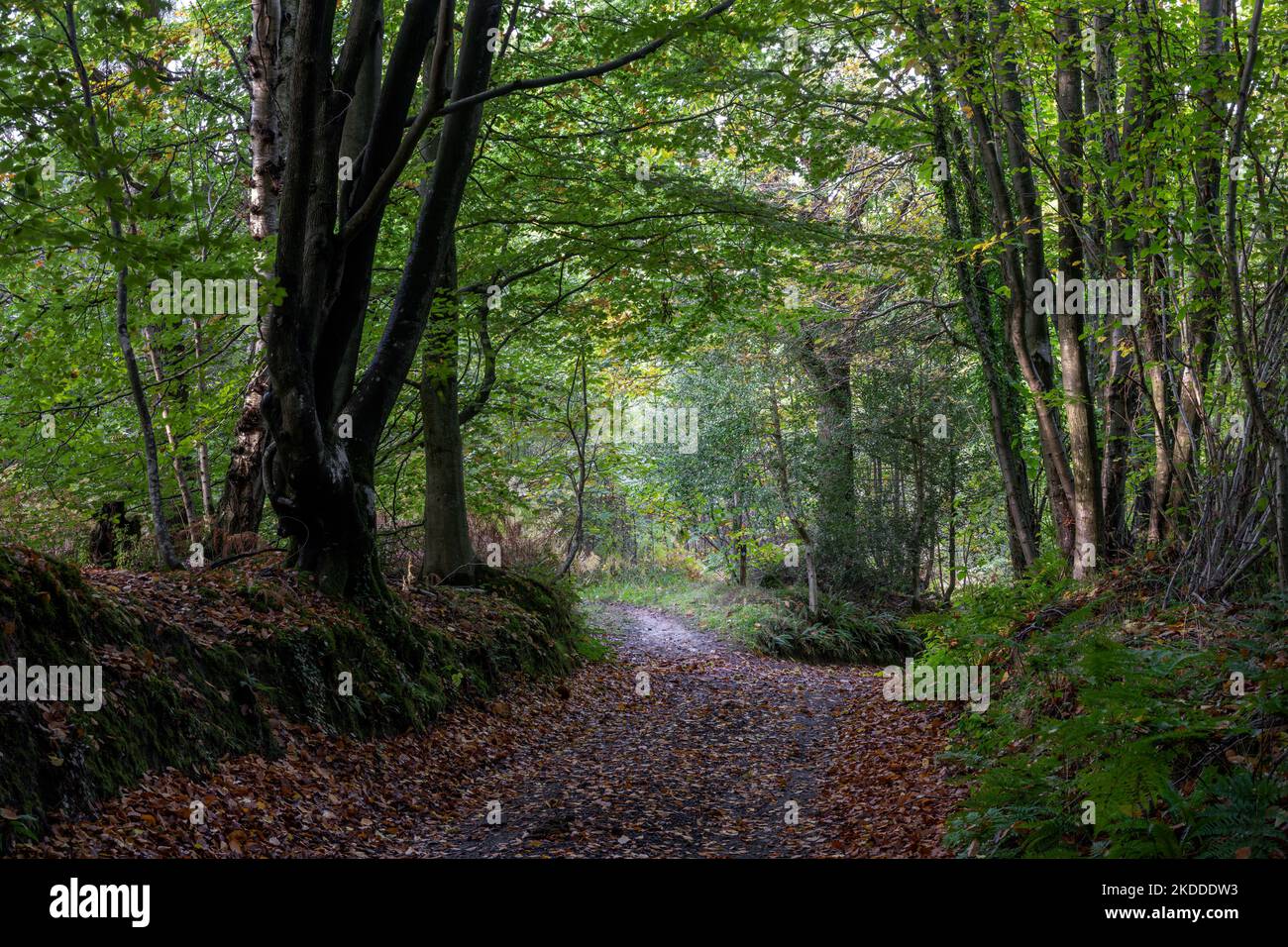 Wealden woods sussex hi-res stock photography and images - Alamy
