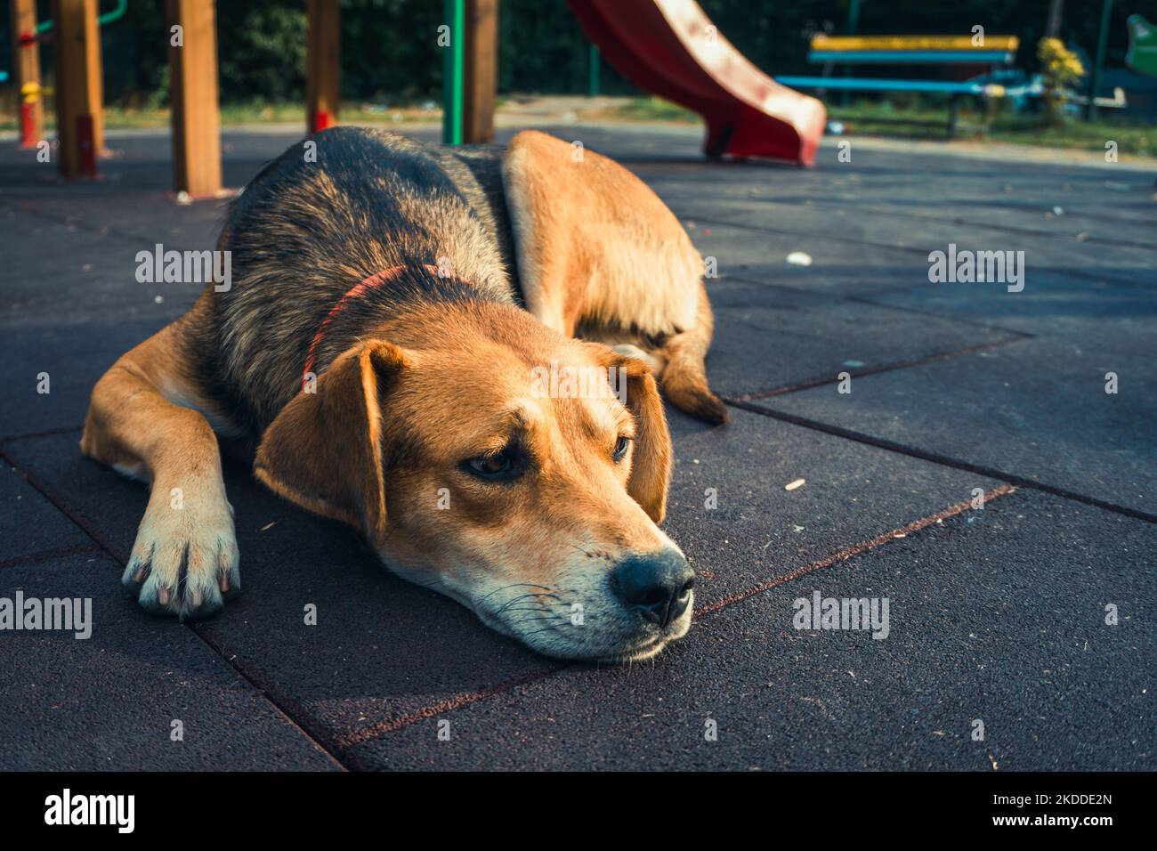 Askal hi-res stock photography and images - Alamy