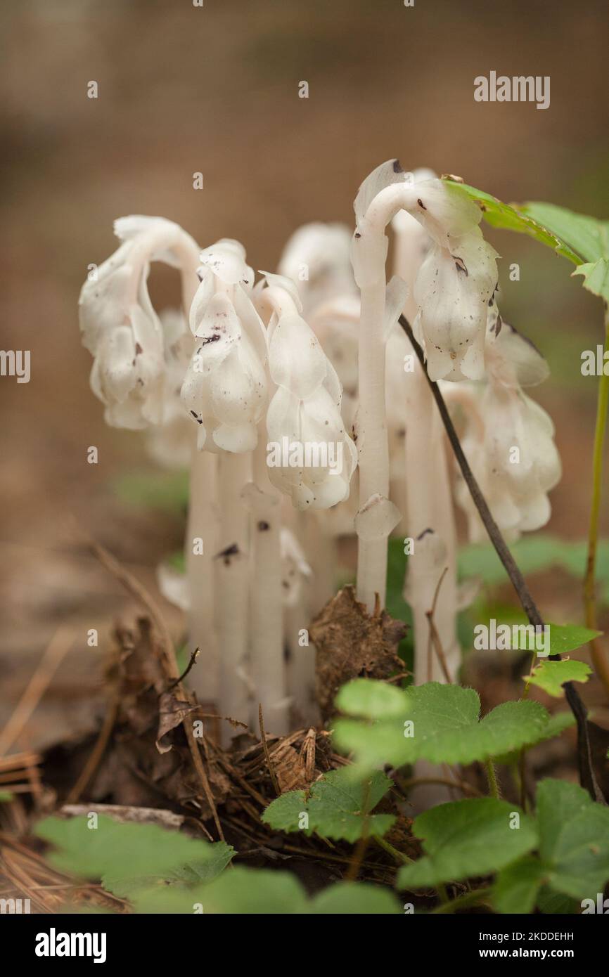 Beautiful bunch of white indian pipes (Monotropa uniflora) against a blurry background. Group of ...