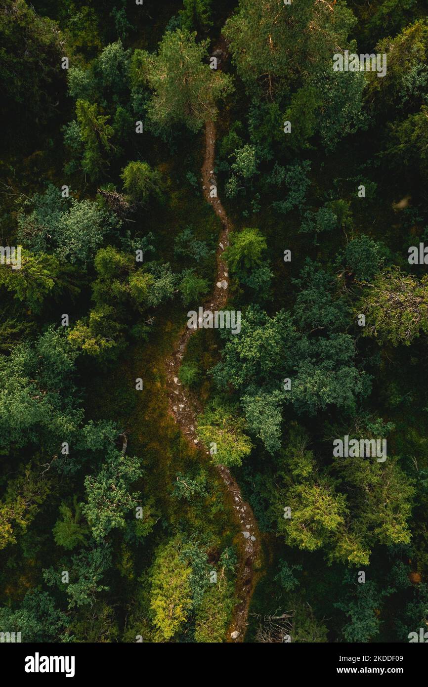 An aerial view of a path in a forest. Vertical shot Stock Photo - Alamy