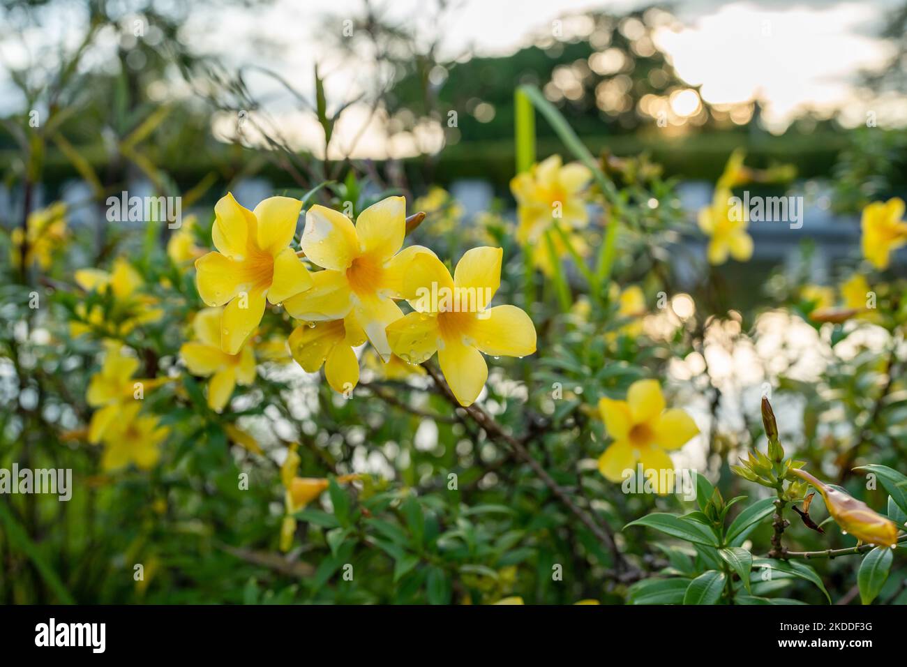 A closeup of Yellow jessamine flowers in a garden Stock Photo - Alamy