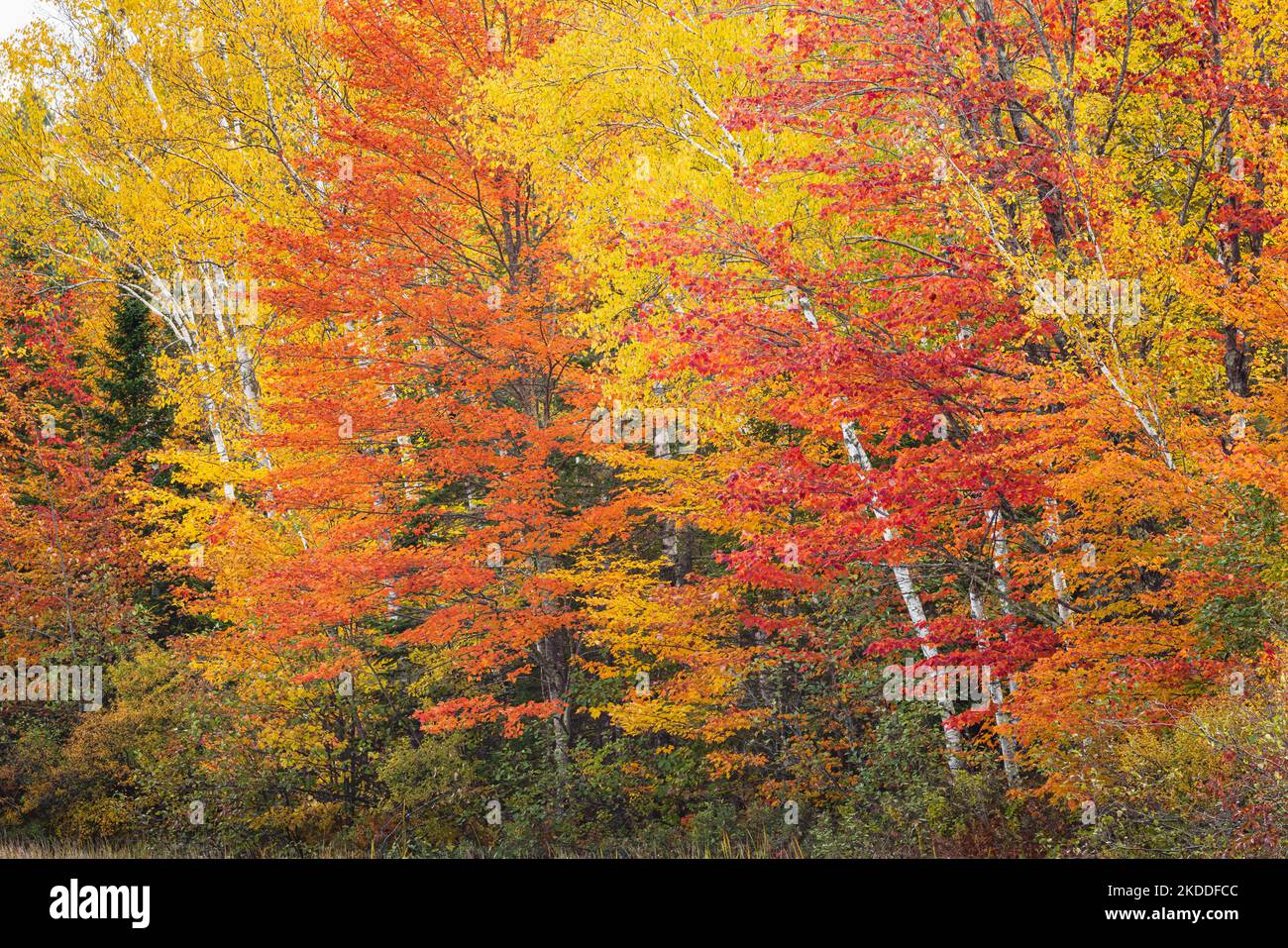 Chippewa national forest hi-res stock photography and images - Alamy