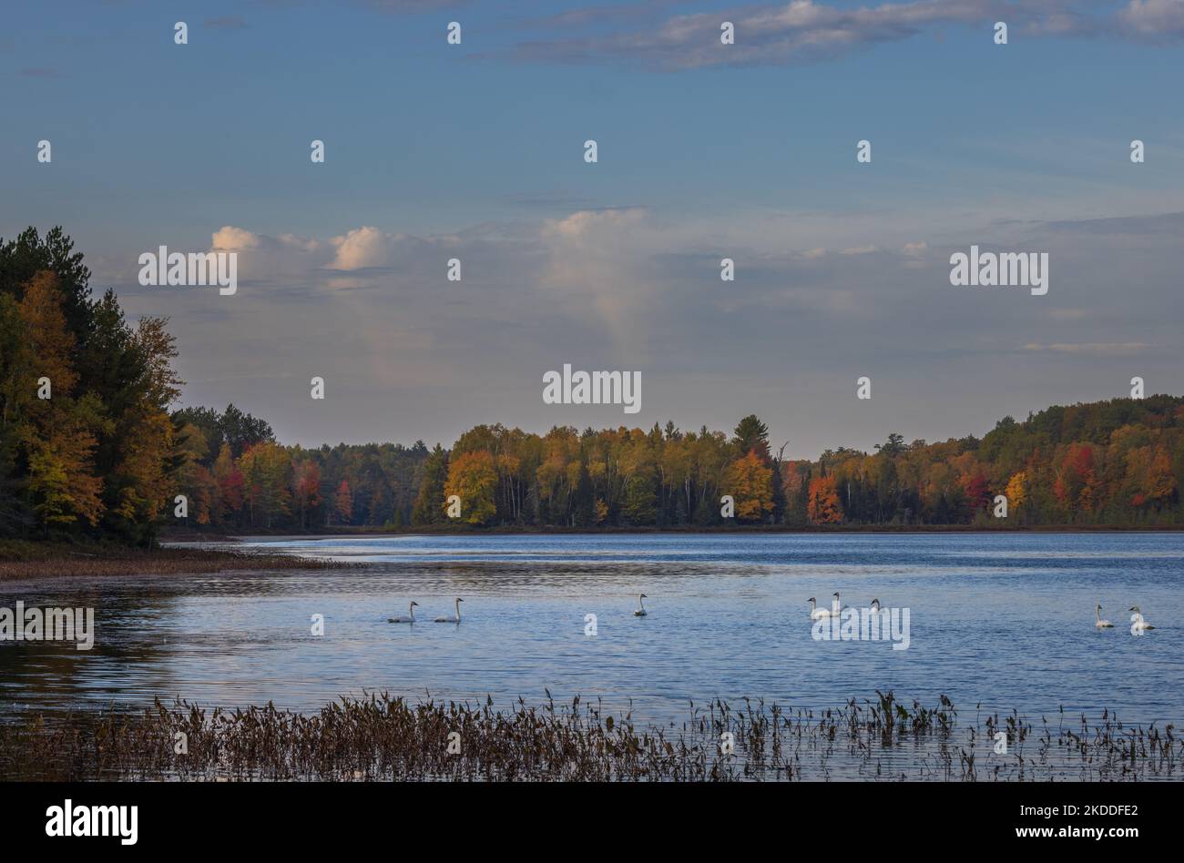 Trumpeter swans on Little Clam Lake in northern Wisconsin Stock Photo ...
