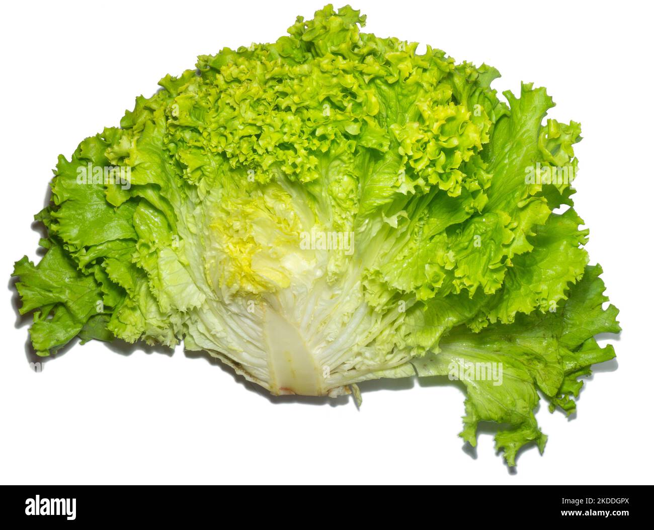 Lettuce cut in half. A bunch of useful grass. plant isolate. Lunch ...