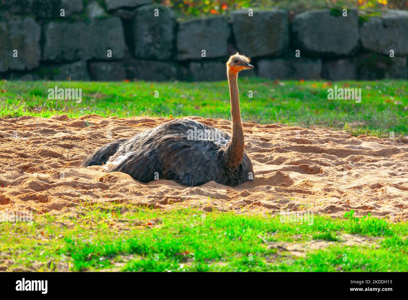 Ostrich standing in the sand . Flightless birds Stock Photo - Alamy