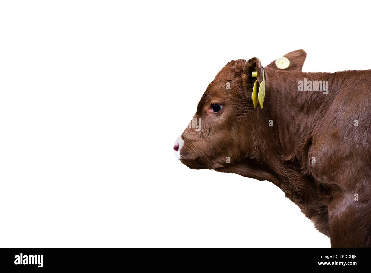 Brown cow calf isolated on white background side profile Stock Photo ...