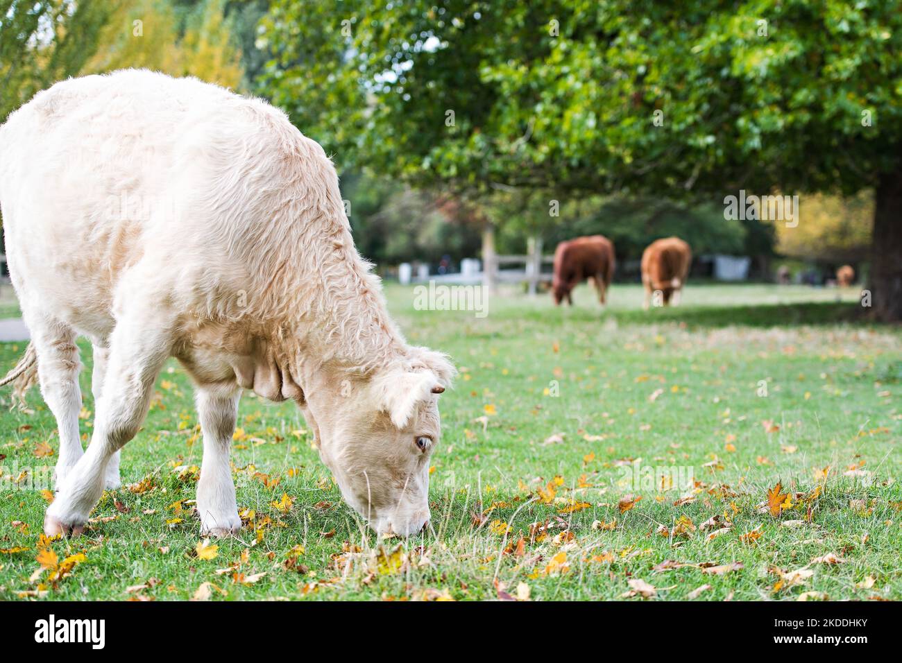 White fawn colour cow grazing on the pasture of common land in ...