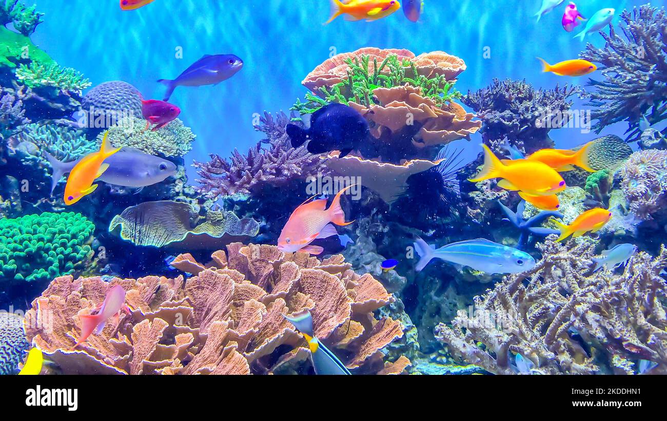 Coral reef aquarium with small colorful fishes Stock Photo - Alamy