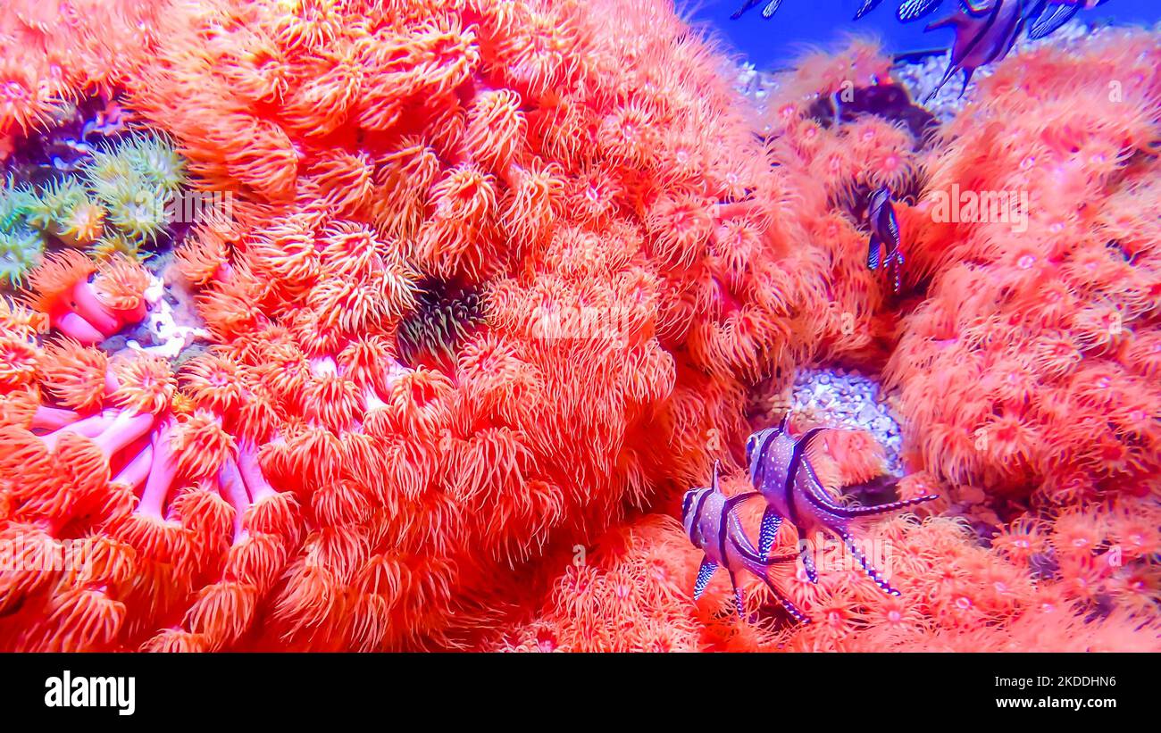 Coral reef aquarium with small colorful fishes Stock Photo - Alamy