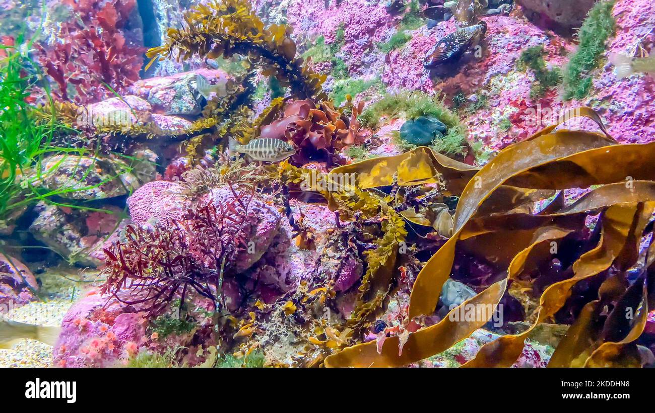 Coral reef aquarium with small colorful fishes Stock Photo - Alamy