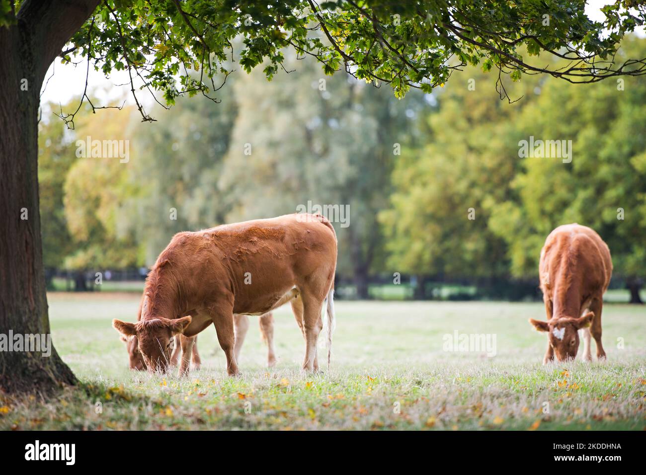 Herd of cows grazing on common land in Cambridge eating grass on the ...