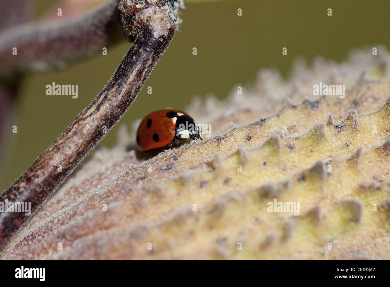Close up of a lady bug on a milkweed pod. Coccineus. Asian beetle ...