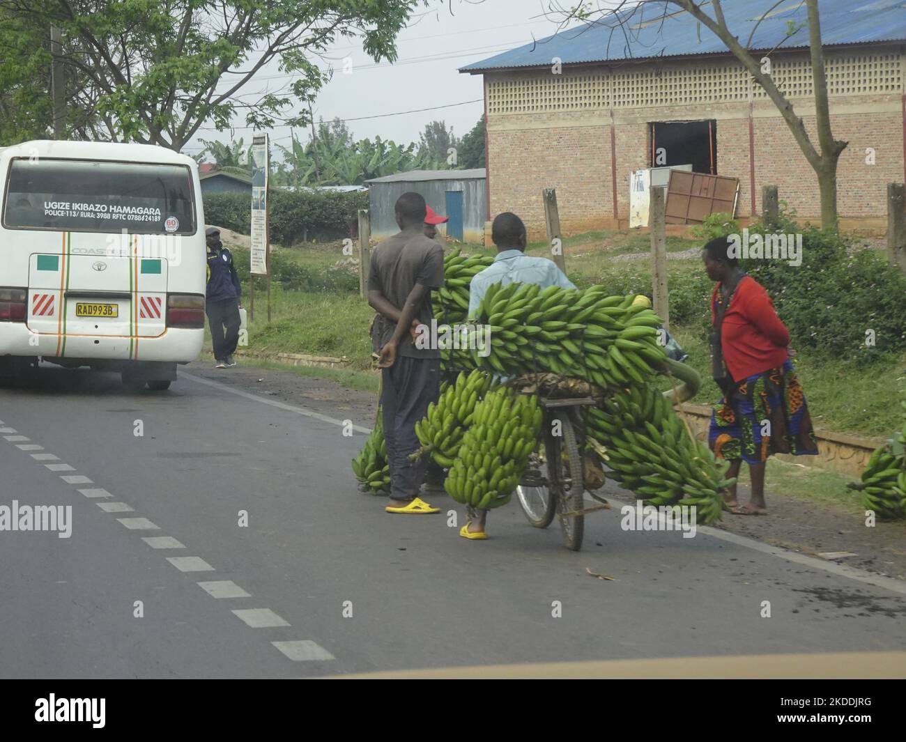 (Near) Kigali, Rwanda, 28th August, 2022 Manual banana transportation ...