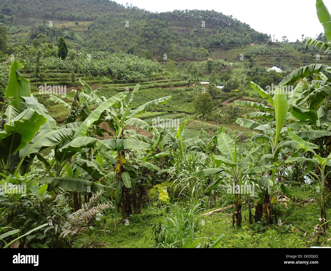 Gisakura Village, Nyamasheke District, Rwanda 30th August 2022 The lush ...
