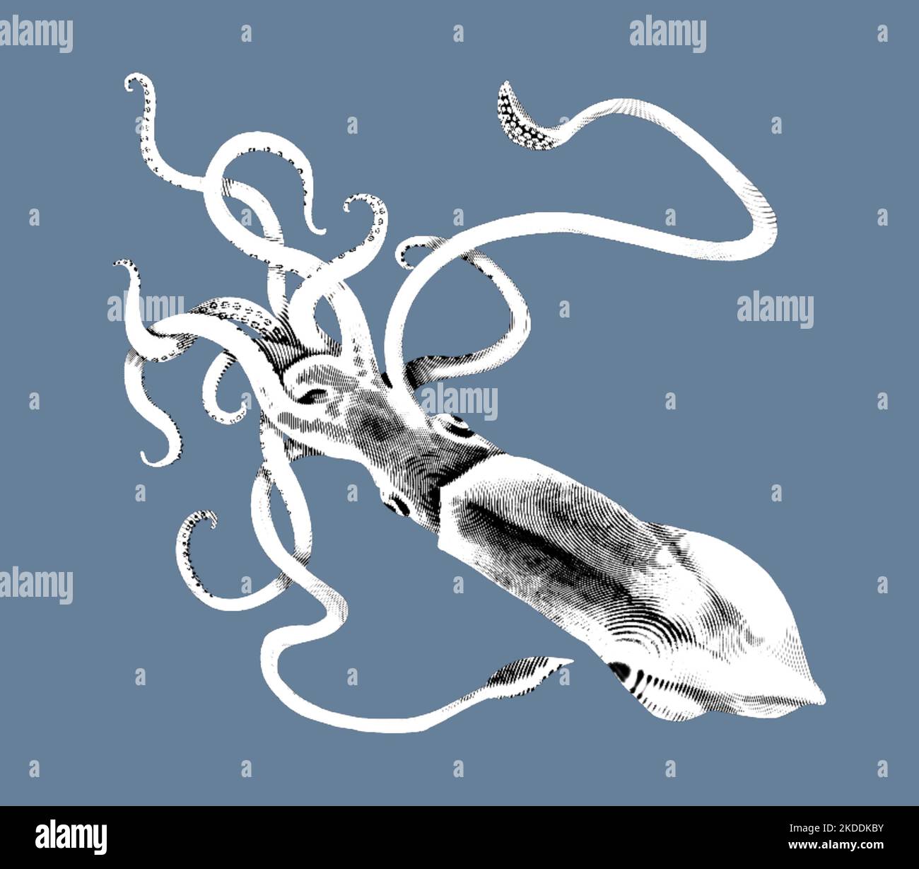 Engraving of a giant squid. Realistic illustration of a squid. Black ...