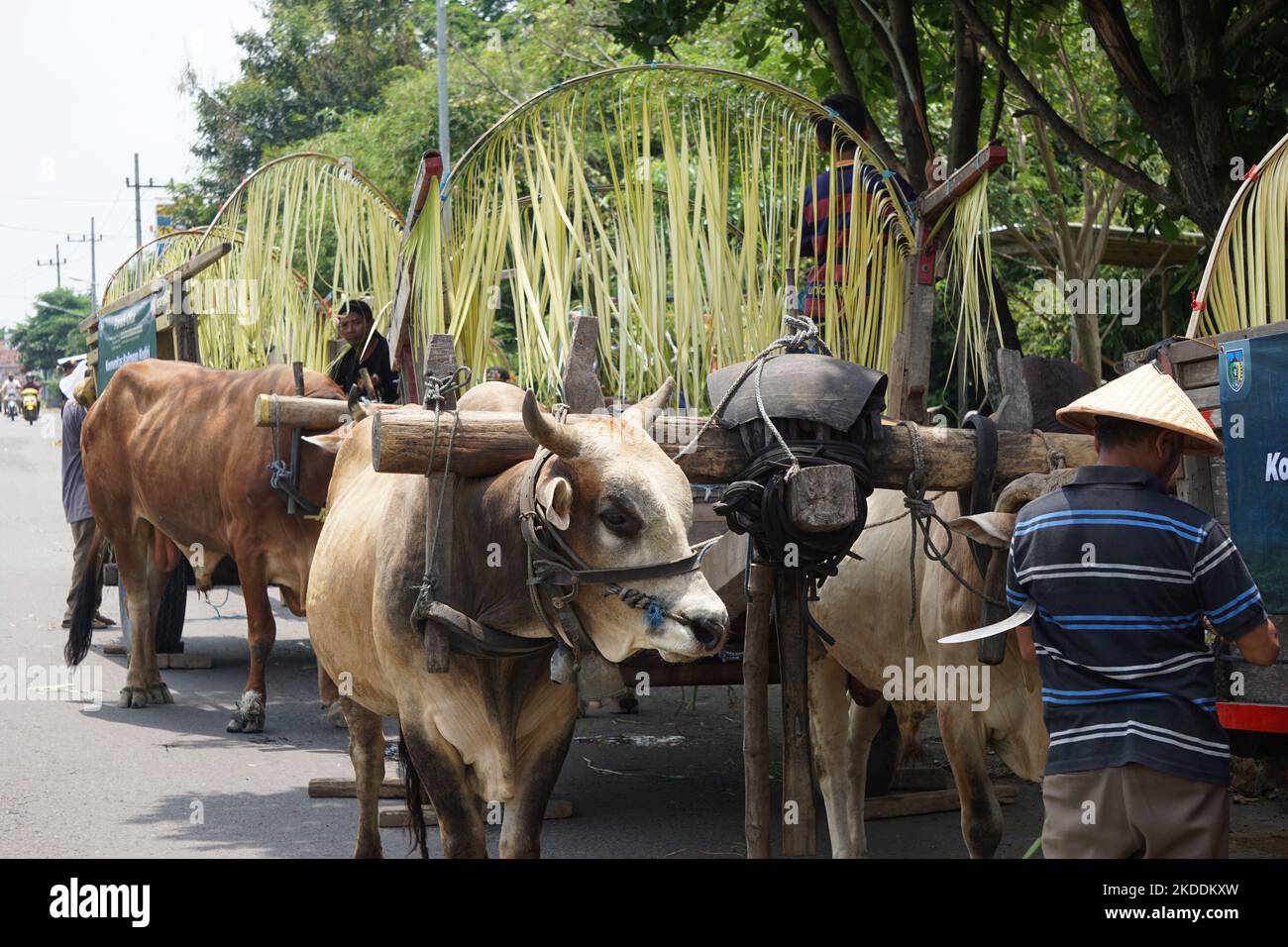 Cikar parade Kediri. Cikar is one of Indonesian traditional ...