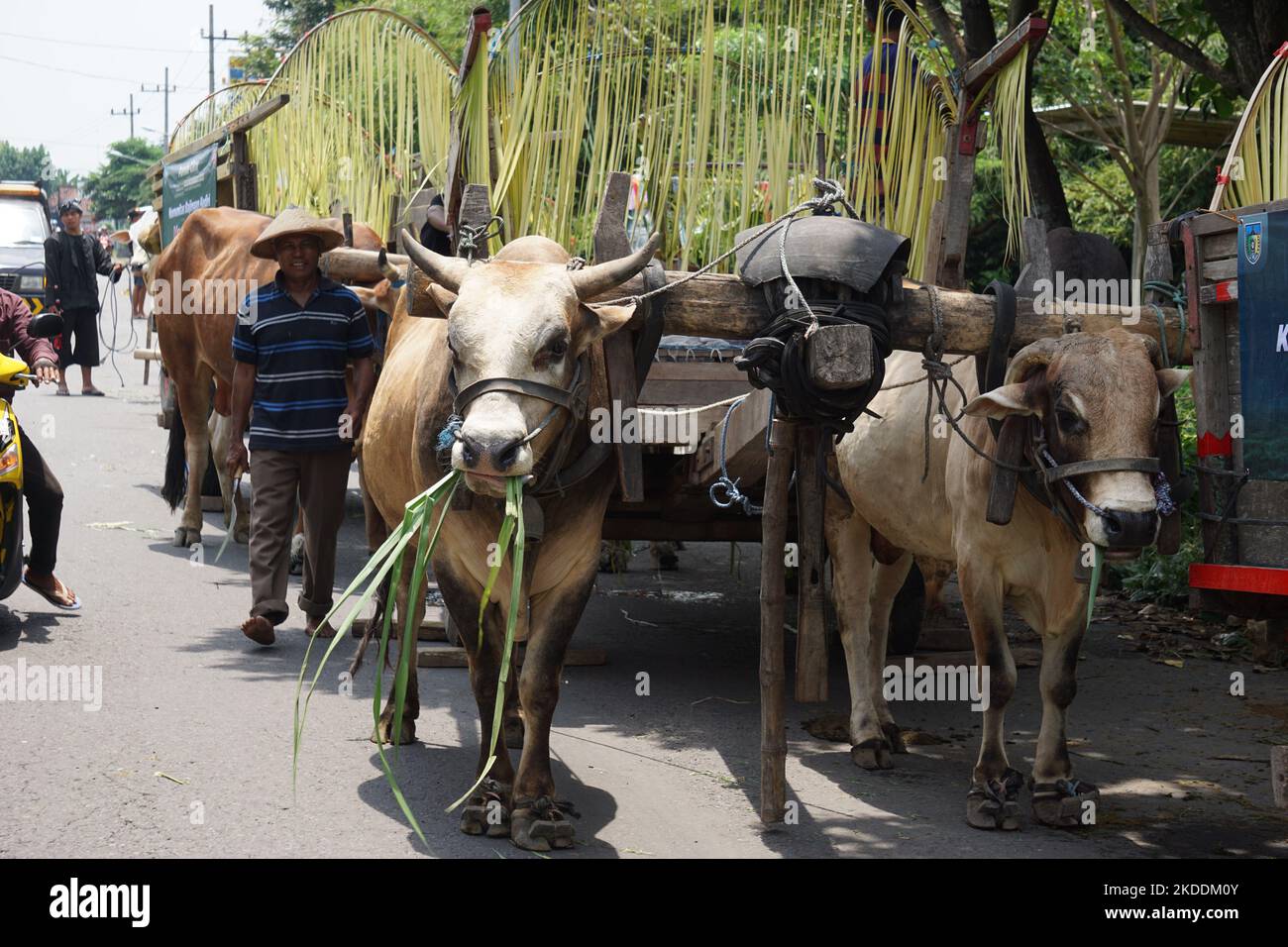 Cikar parade Kediri. Cikar is one of Indonesian traditional ...