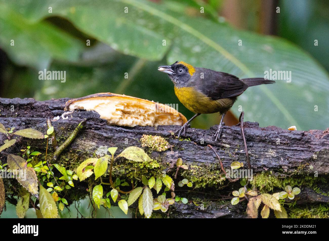 Panama rainforest wildlife hi-res stock photography and images - Alamy