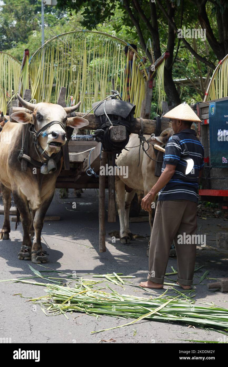Cikar parade Kediri. Cikar is one of Indonesian traditional ...
