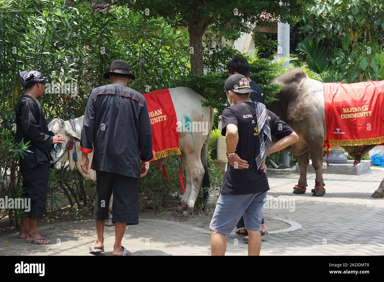 Cikar parade Kediri. Cikar is one of Indonesian traditional ...