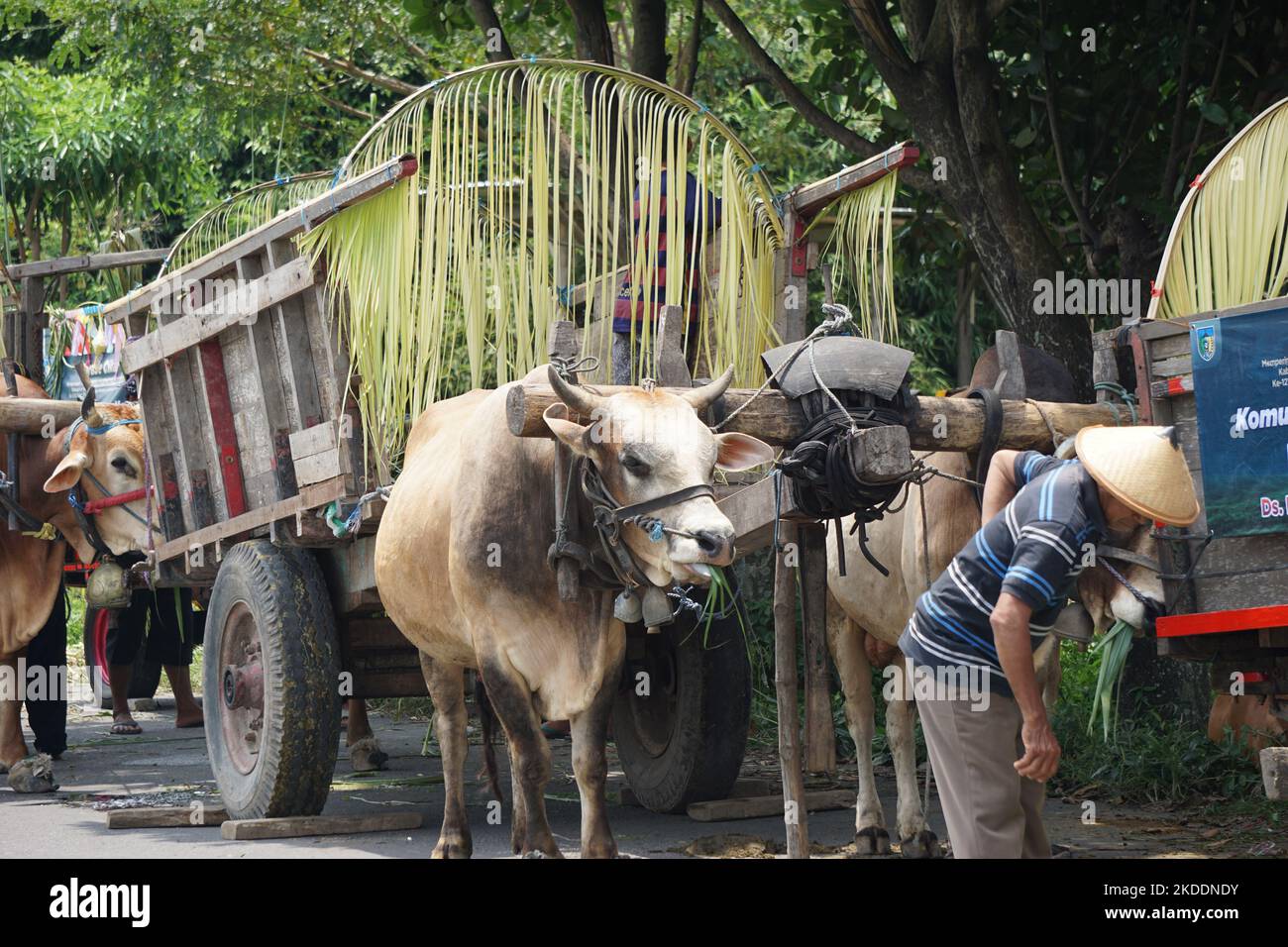 Cikar parade Kediri. Cikar is one of Indonesian traditional ...