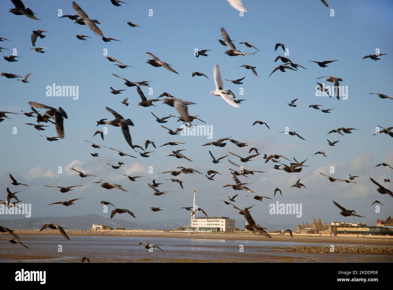 Flock of pigeons, Morecambe, Lancashire, England Stock Photo - Alamy