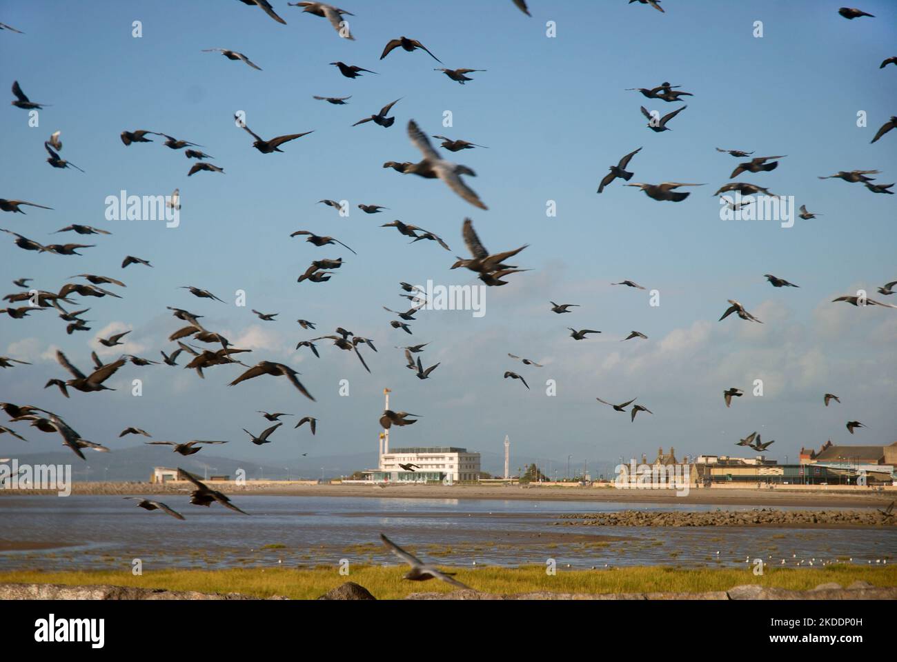 Flock of pigeons, Morecambe, Lancashire, England Stock Photo - Alamy