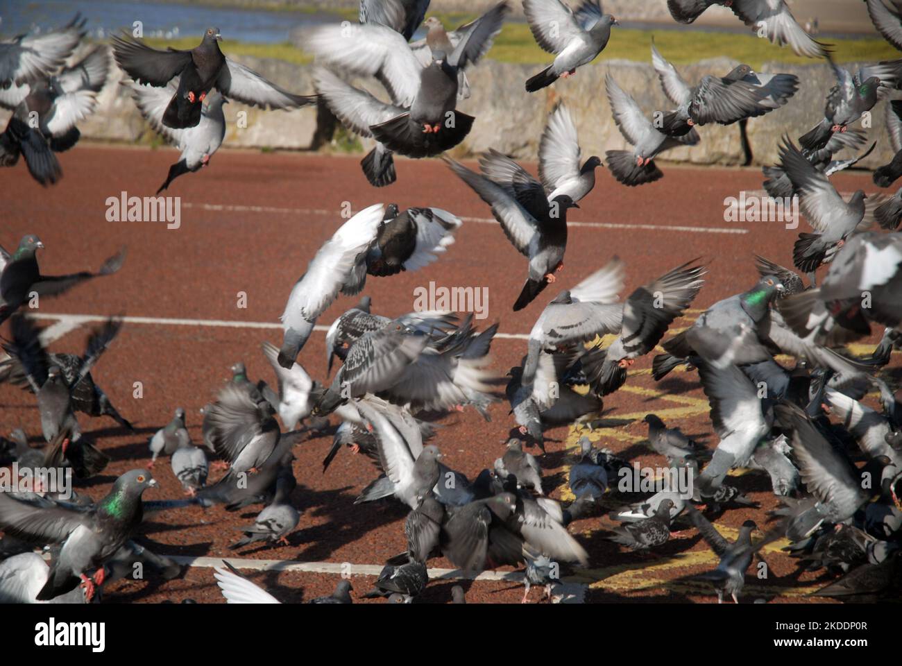 Flock of pigeons, Morecambe, Lancashire, England Stock Photo - Alamy